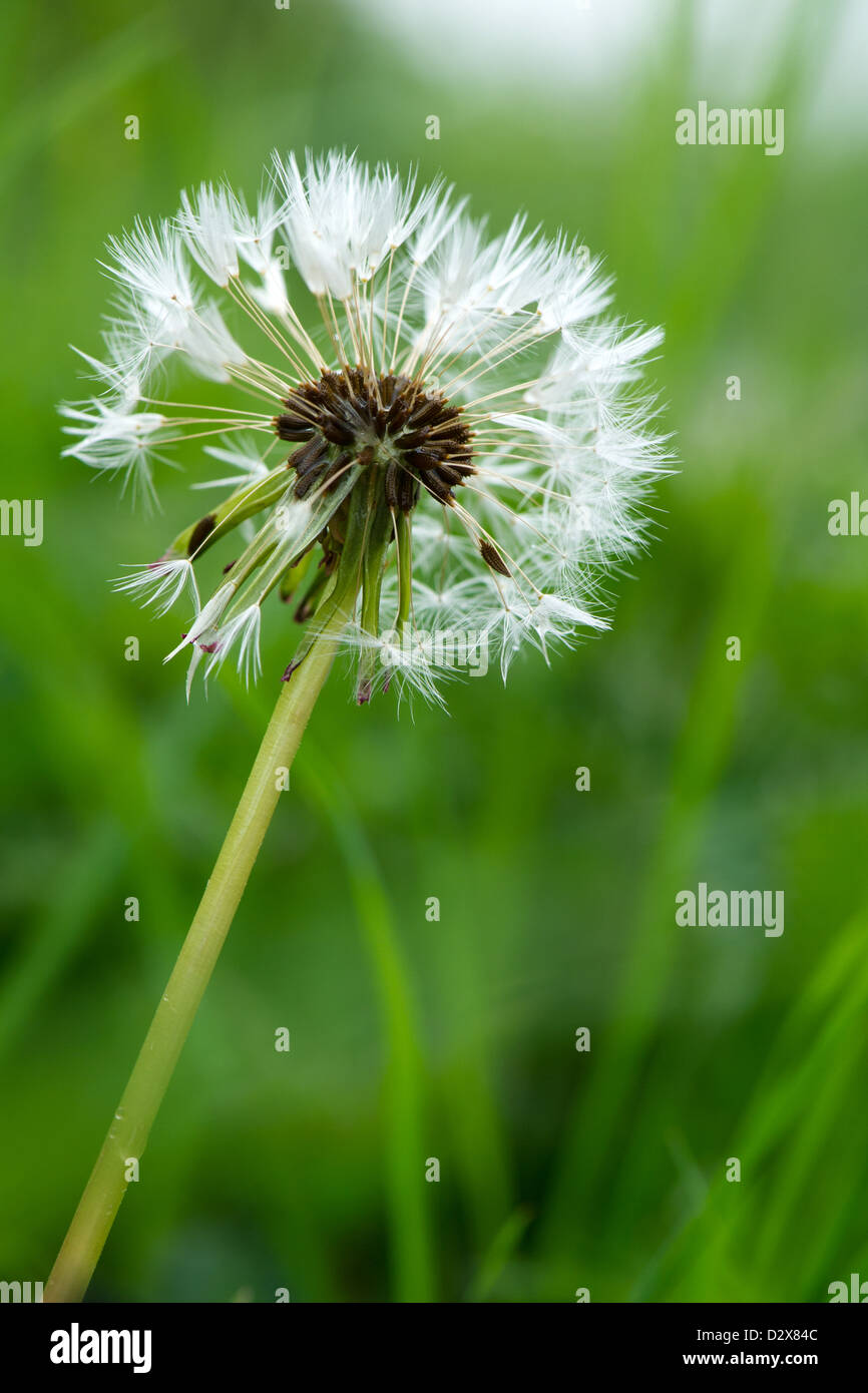 Common Hawkbit High Resolution Stock Photography and Images - Alamy