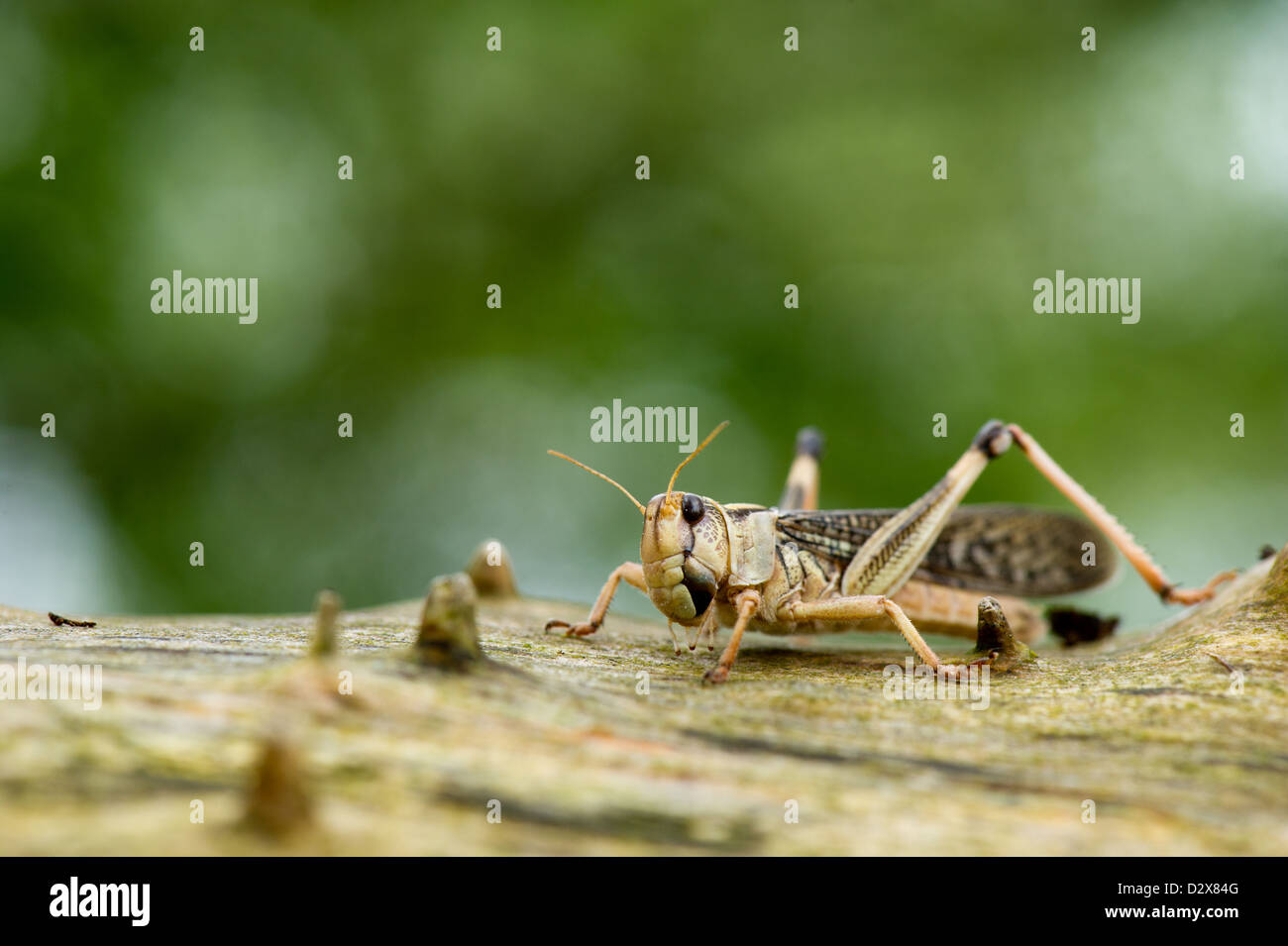Tree cricket isolated hi-res stock photography and images - Alamy