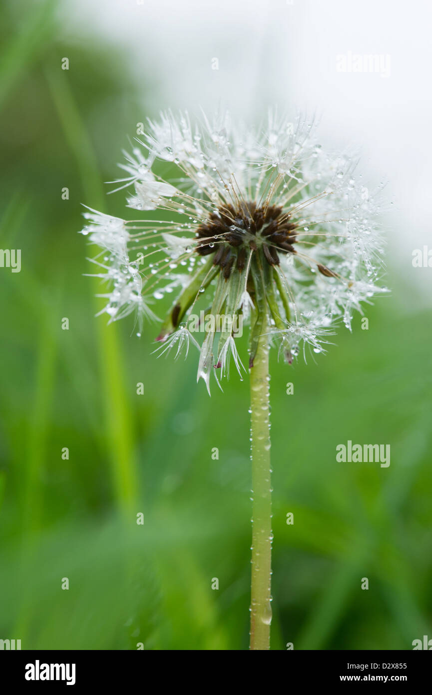 Hawkbit seed hi-res stock photography and images - Alamy