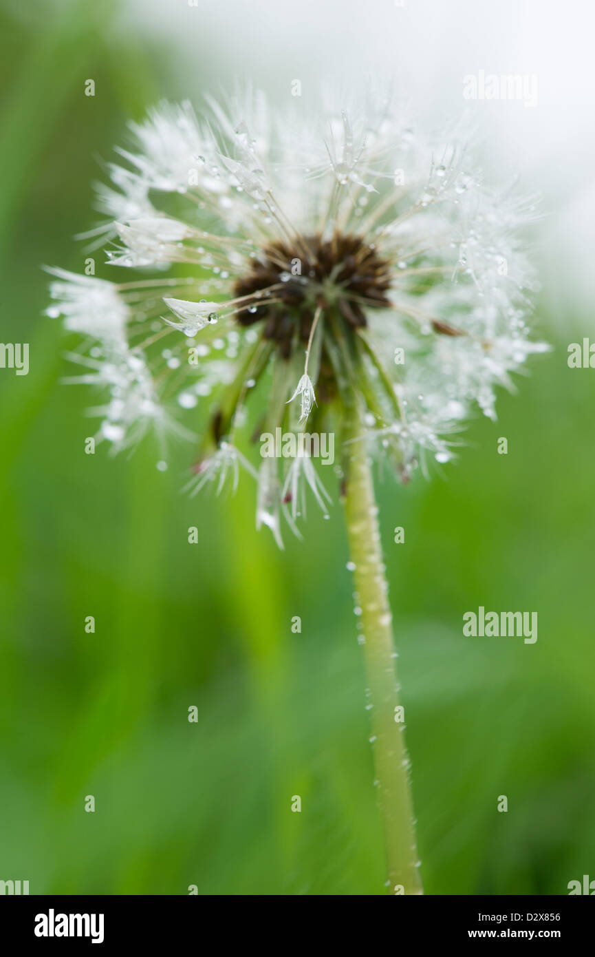 Hawkbit Seed High Resolution Stock Photography and Images - Alamy