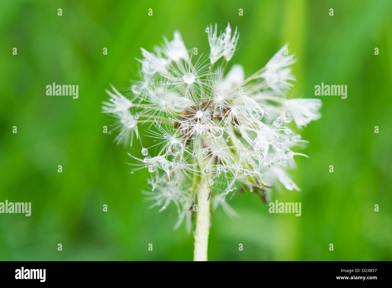 Hawkbit Seed High Resolution Stock Photography and Images - Alamy