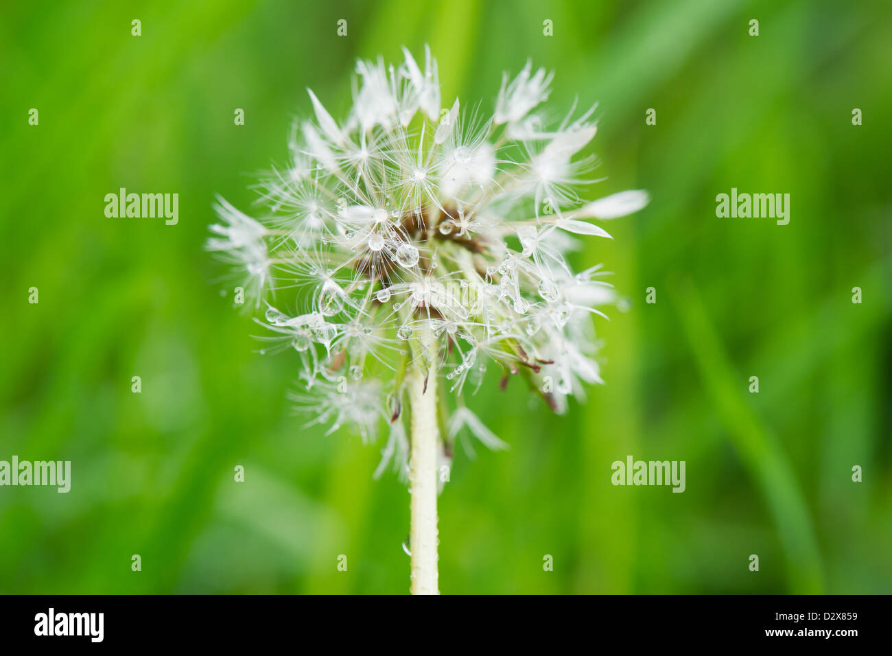 Hawkbit Seed High Resolution Stock Photography and Images - Alamy
