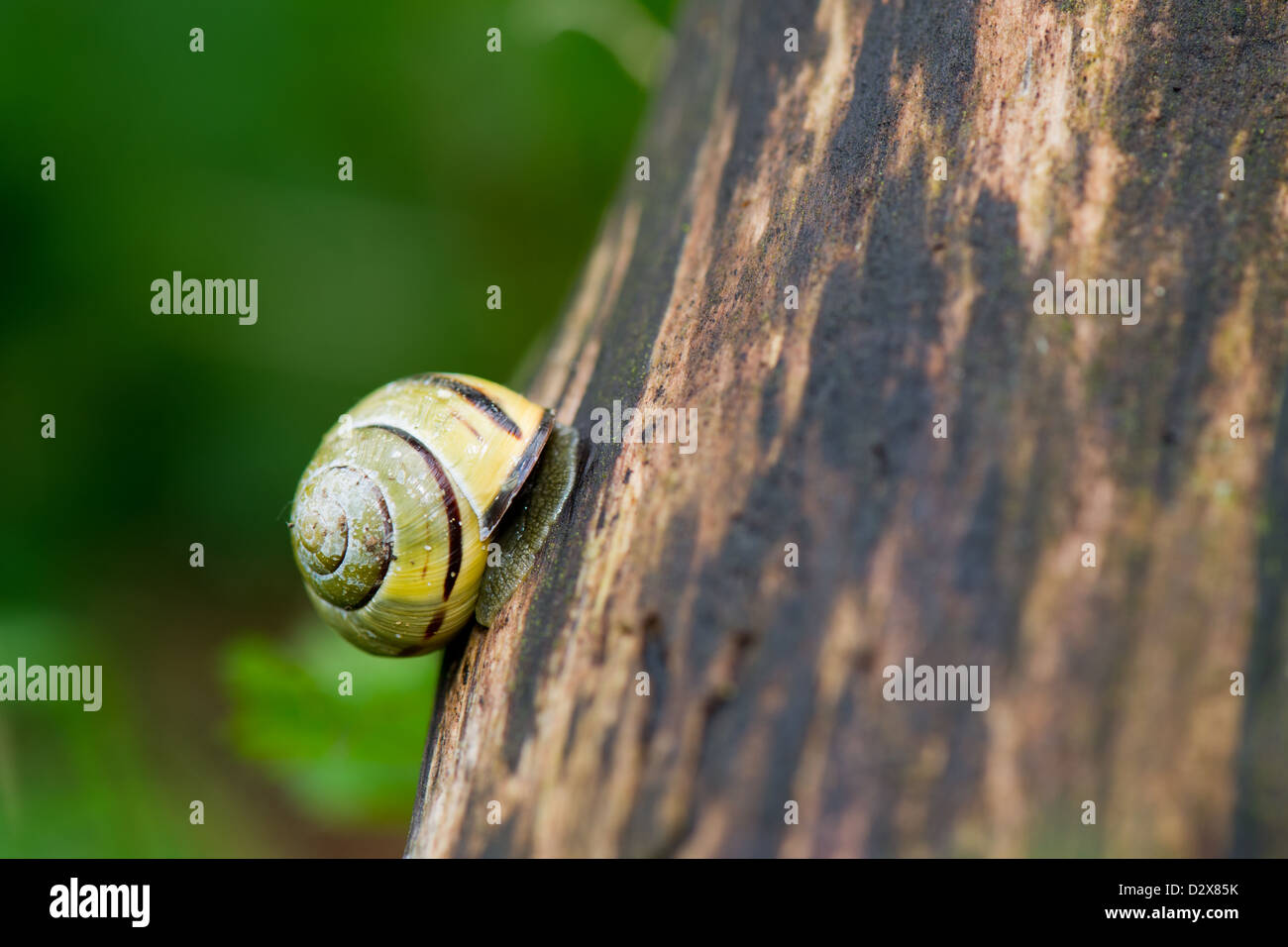 Striped snail hi-res stock photography and images - Alamy