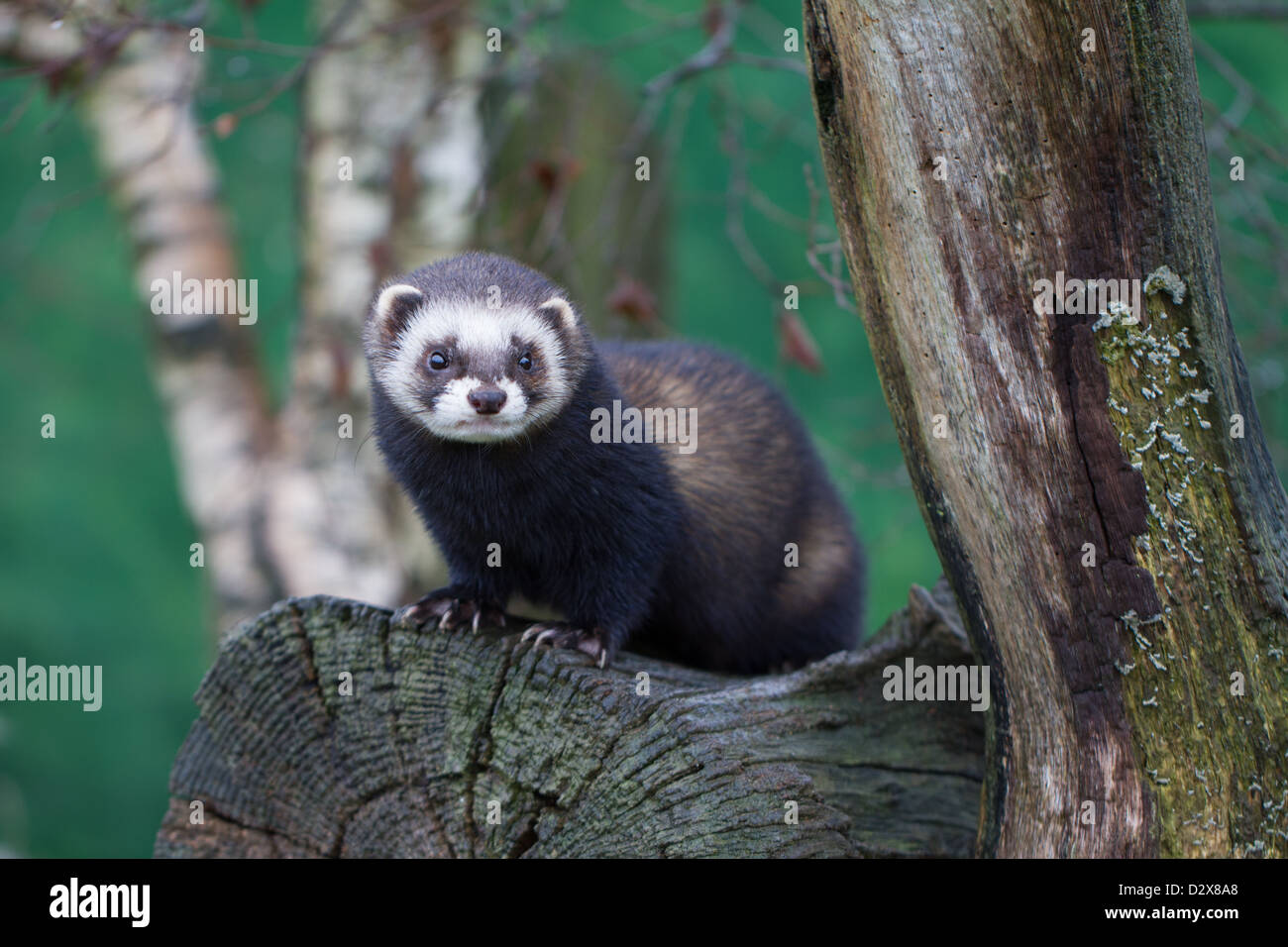 Polecat sitting on tree log Stock Photo - Alamy