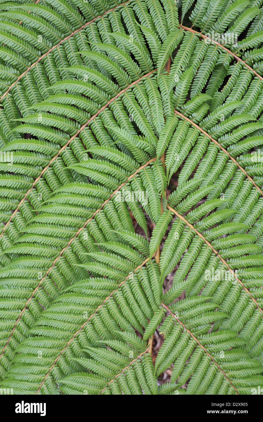 New zealand native ferns hi-res stock photography and images - Alamy