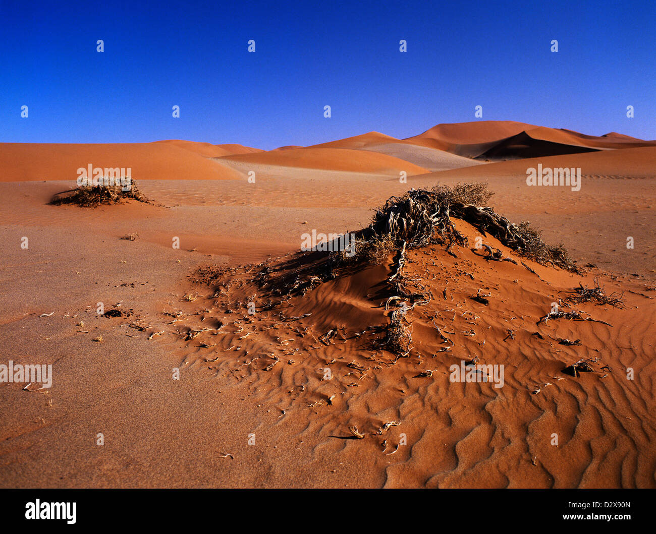 Sparce plant growth in the Namib desert with dried up remains, Namibia ...