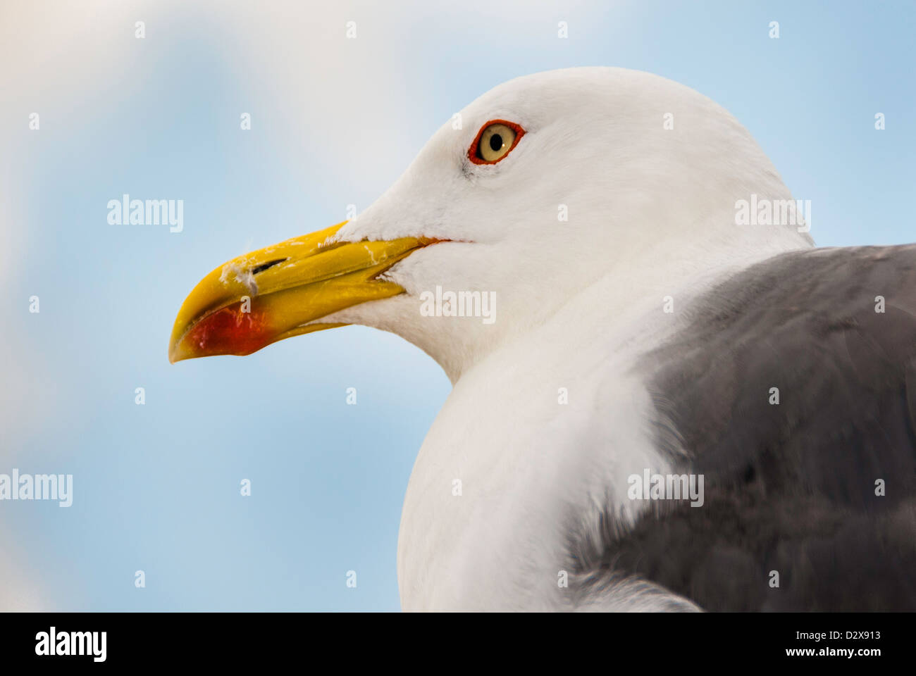 Seagull side view bird hi-res stock photography and images - Alamy