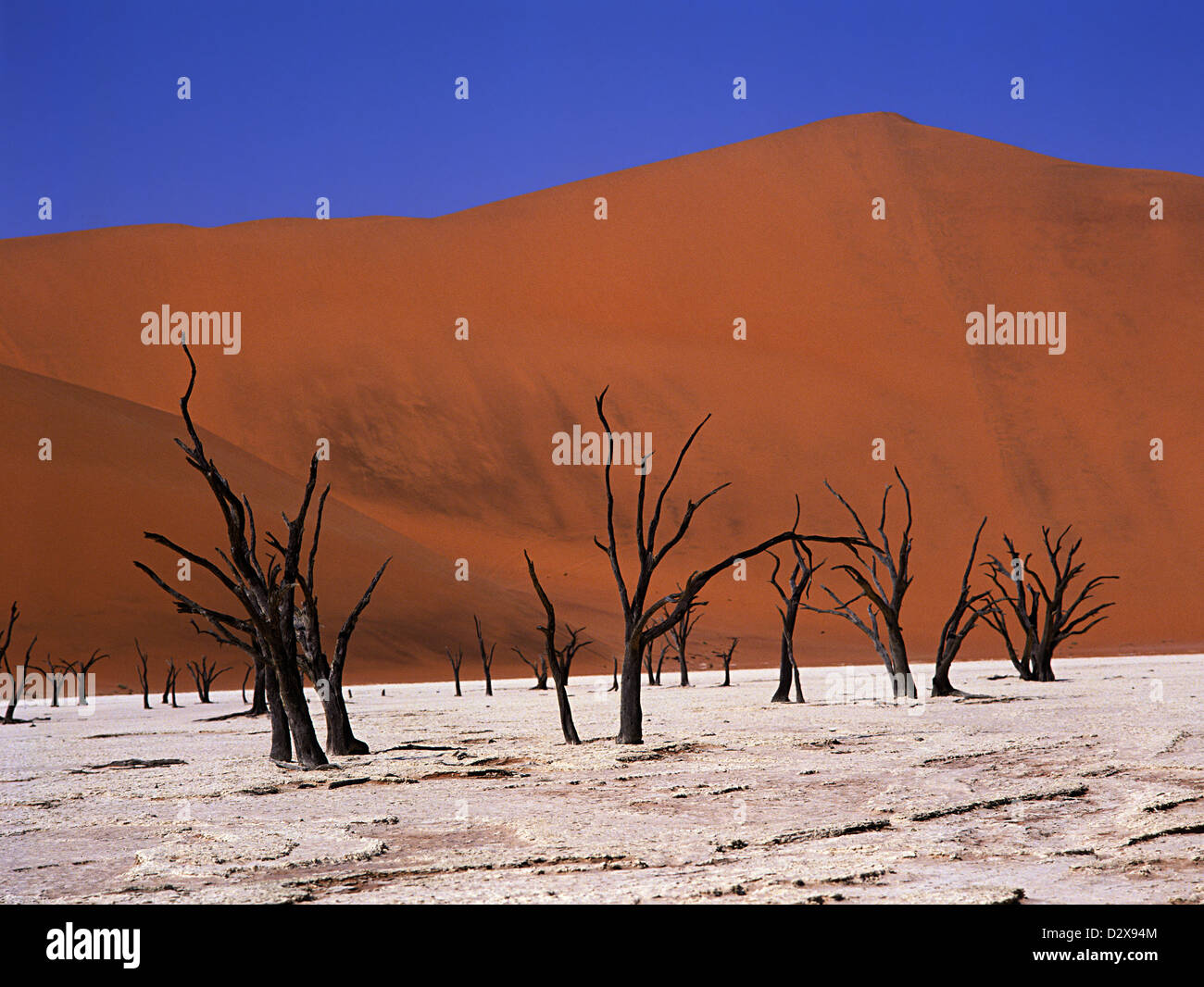Dead trees in a vlei in the Namib desert, Namibia, Africa Stock Photo ...