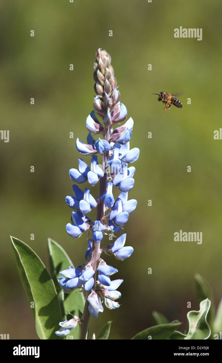 A bee landing on a plant Stock Photo - Alamy