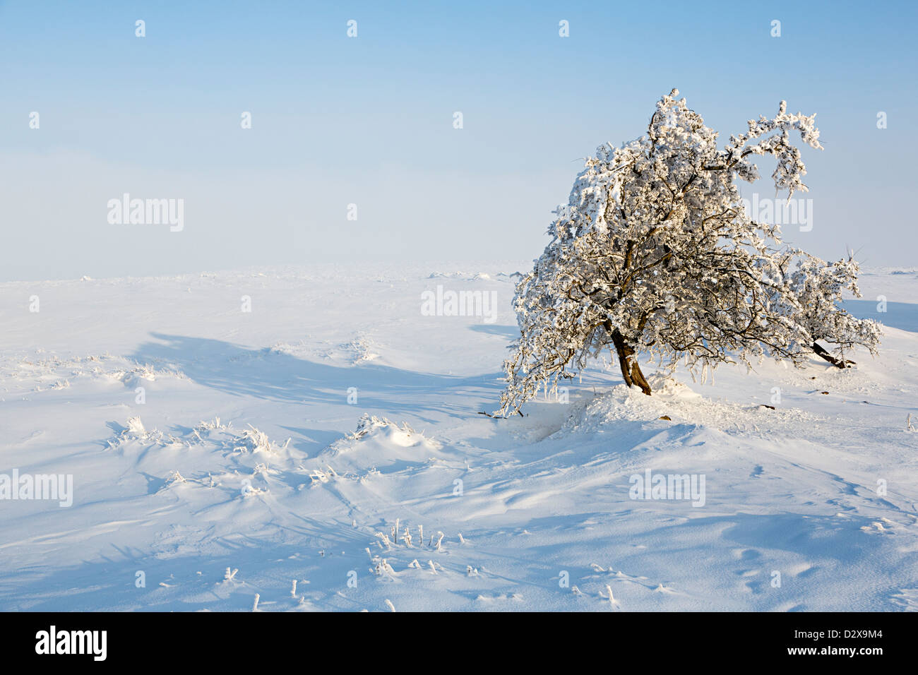 Snow white tree hi-res stock photography and images - Alamy