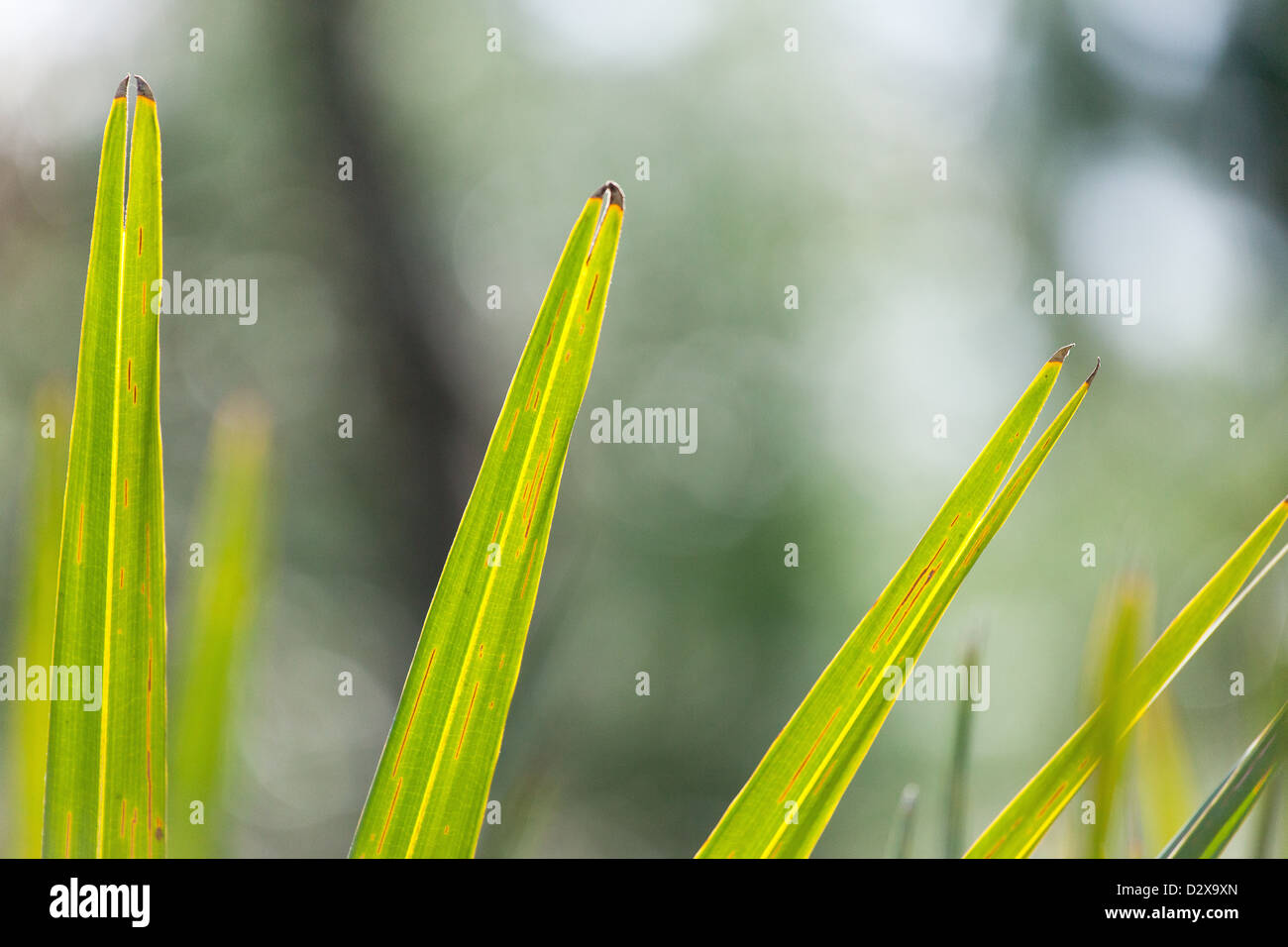 Frond of leaves hi-res stock photography and images - Alamy