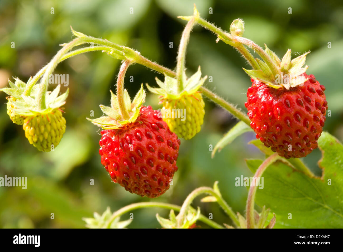 Wild strawberries hi-res stock photography and images - Alamy
