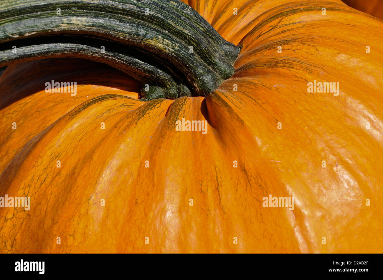 Close-Up of Pumpkin Stock Photo - Alamy