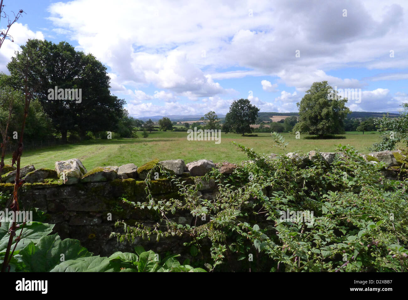 A stone wall covered in vegetation near Temple Sowerby in Cumbria Stock ...