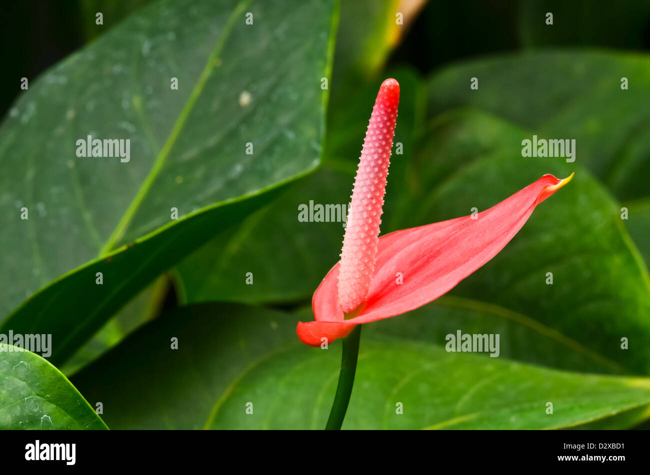 Anthurium flowers hi-res stock photography and images - Alamy