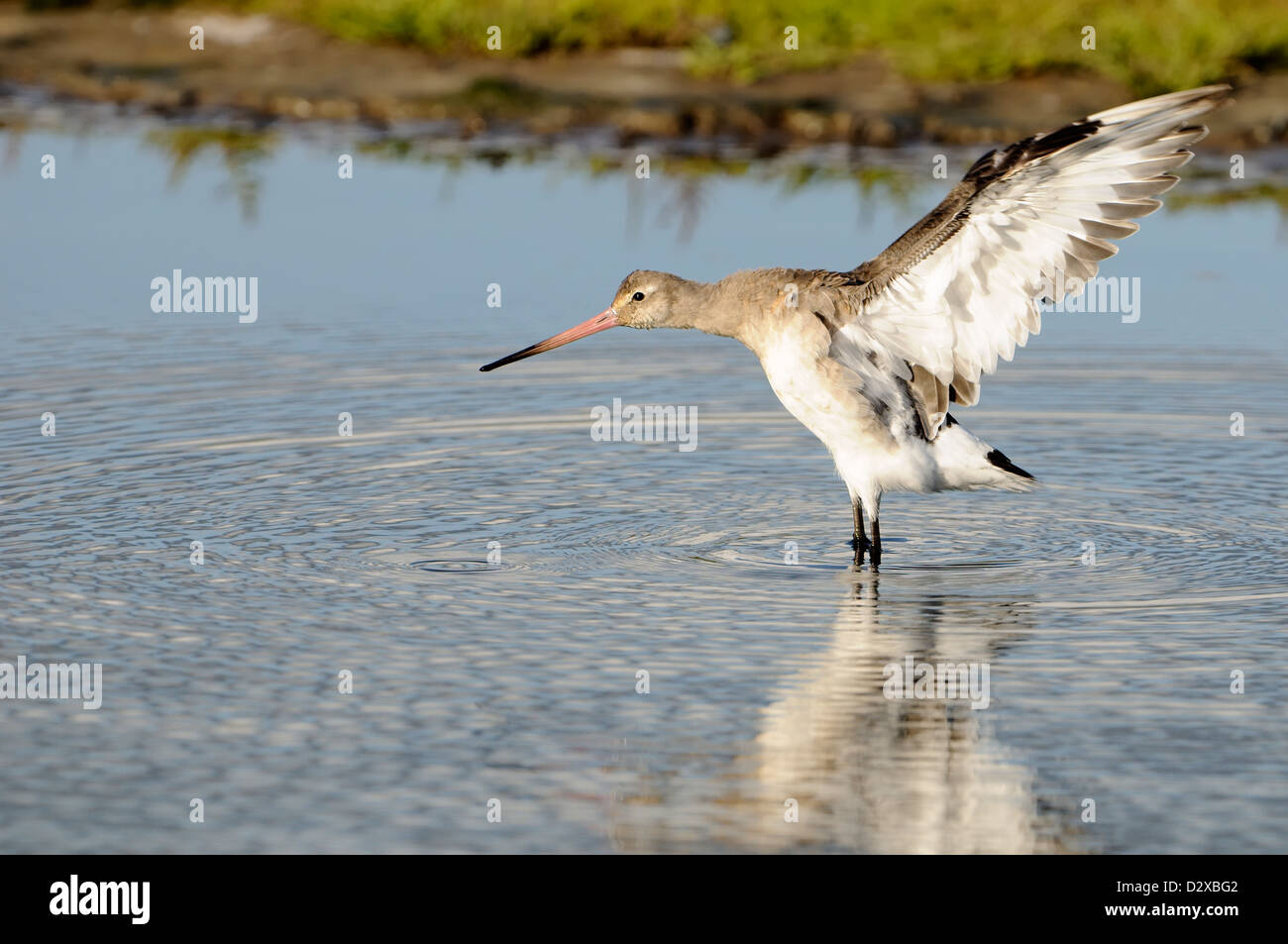 Black Tailed Godwit, Limosa limosa, wings stretched out on a shallow ...