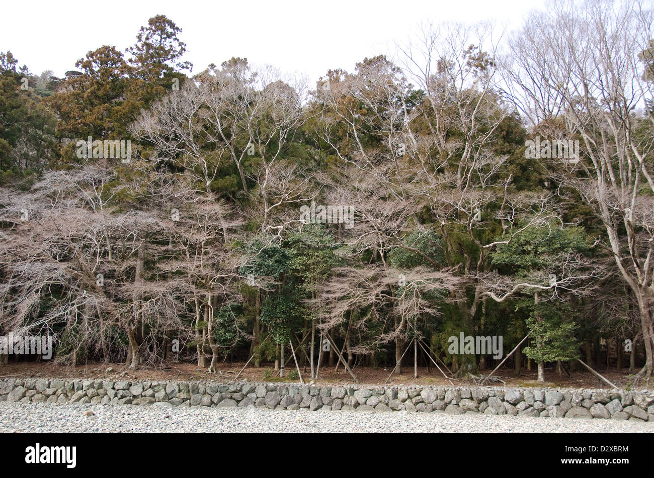 Japanese deciduous forest in winter with bald trees Stock Photo - Alamy