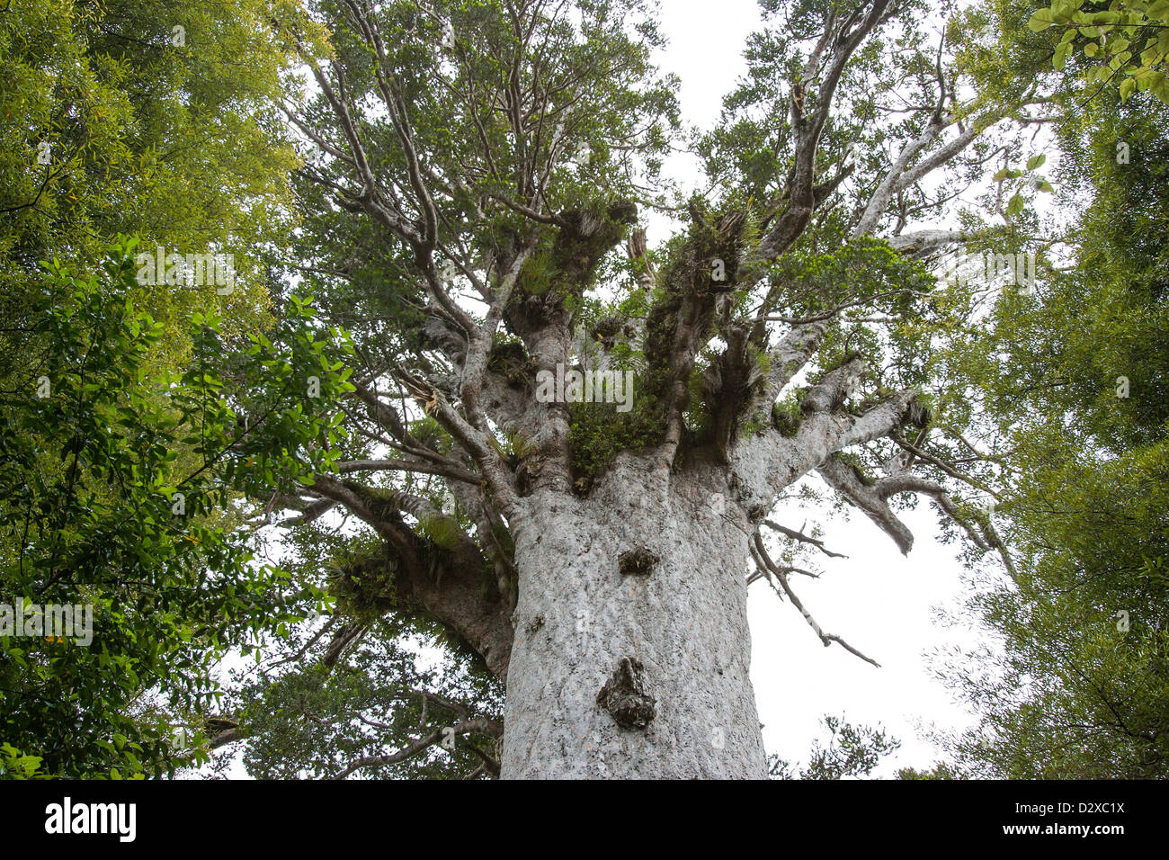 Tane Mahuta situated in the Waipoua Forest, Northland is New Zealand's ...