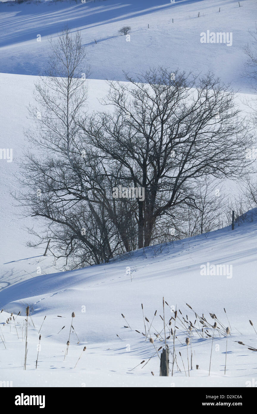 Tranquil scene of a few trees in an open field covered in snow, Stowe ...