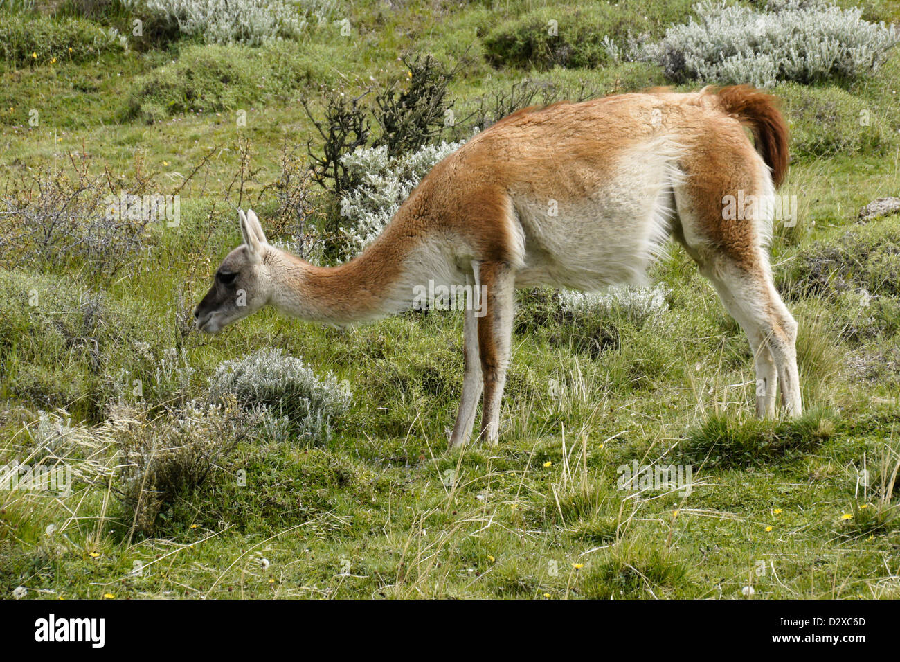 Guanaco feeding hi-res stock photography and images - Alamy