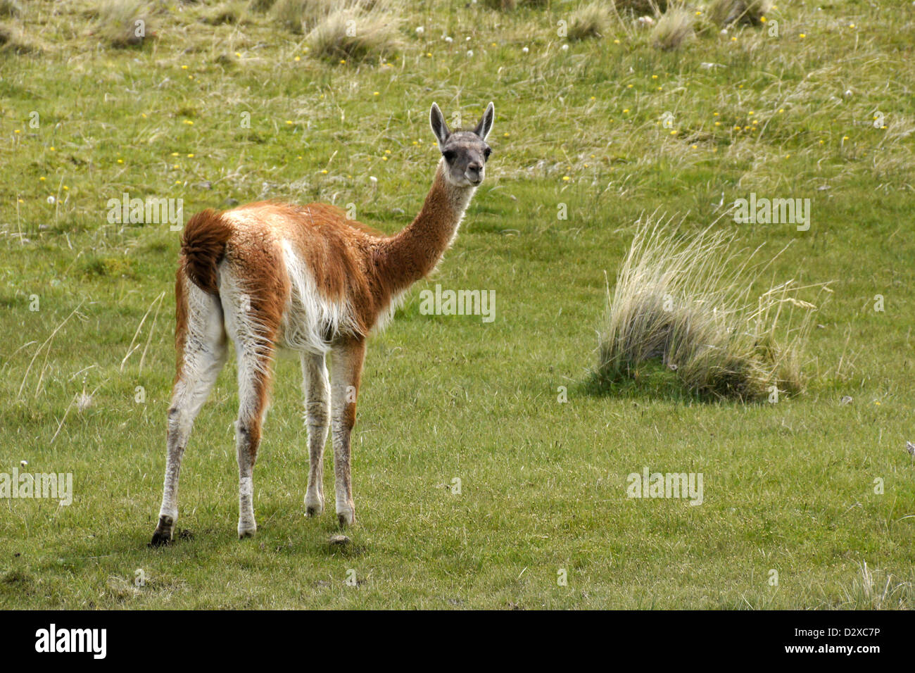 Baby guanaco del paine national hi-res stock photography and images - Alamy