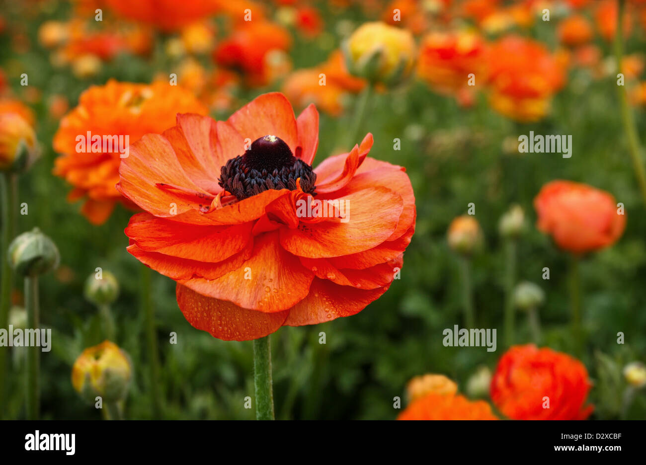 Greater spearworts hi-res stock photography and images - Alamy
