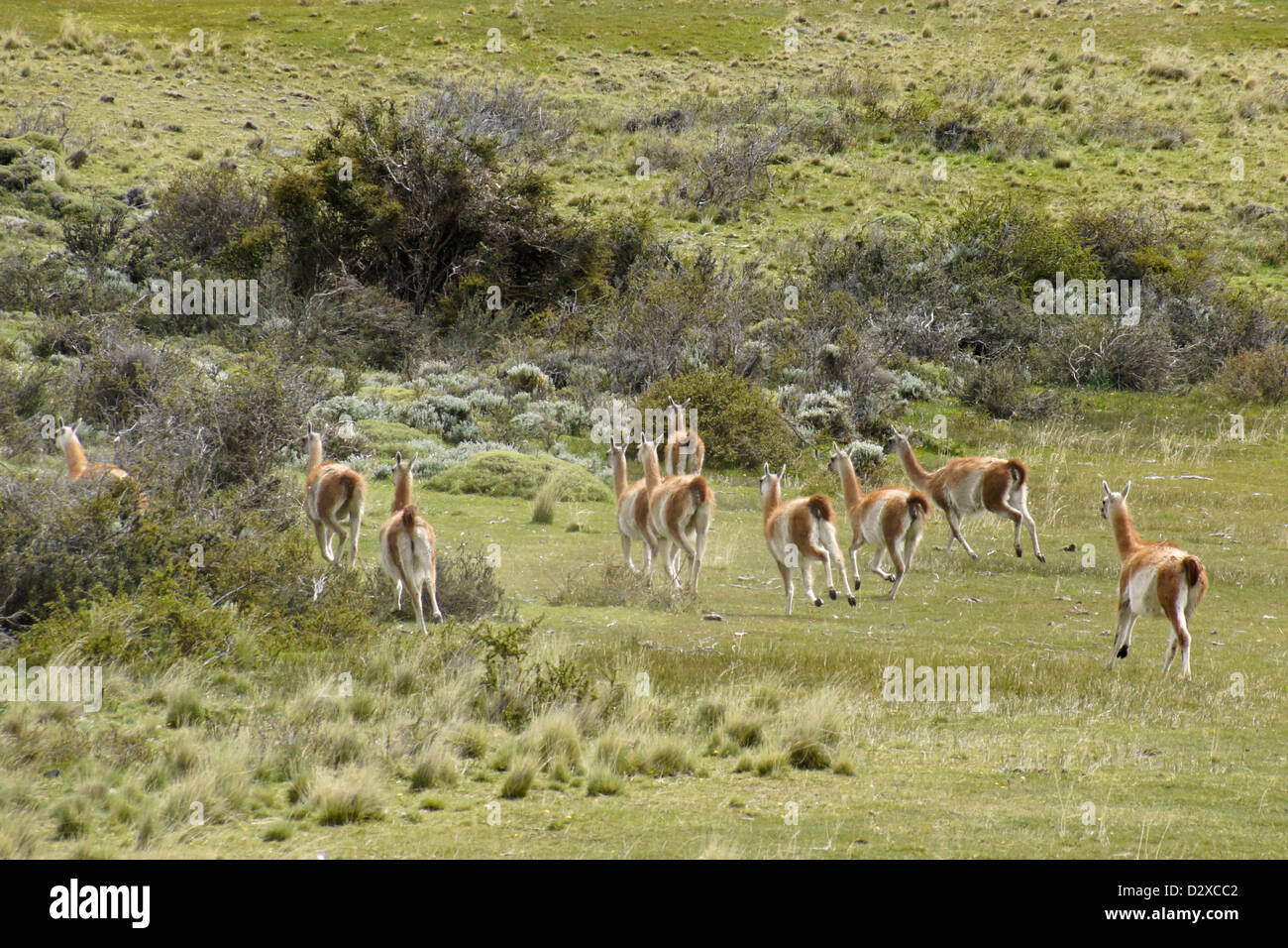 Running guanacos hi-res stock photography and images - Alamy