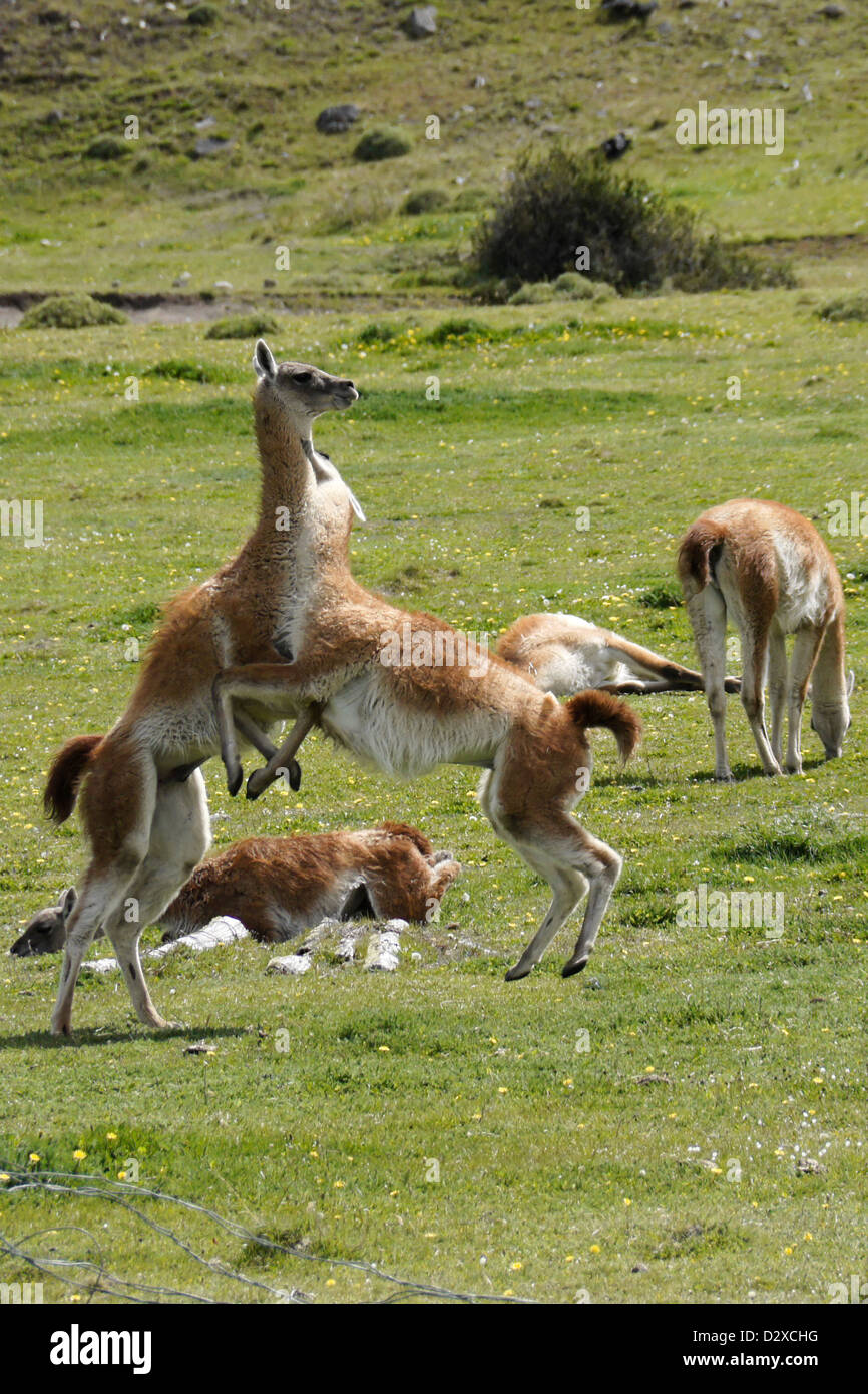 Male guanacos fighting over breeding rights and territory, Torres del ...