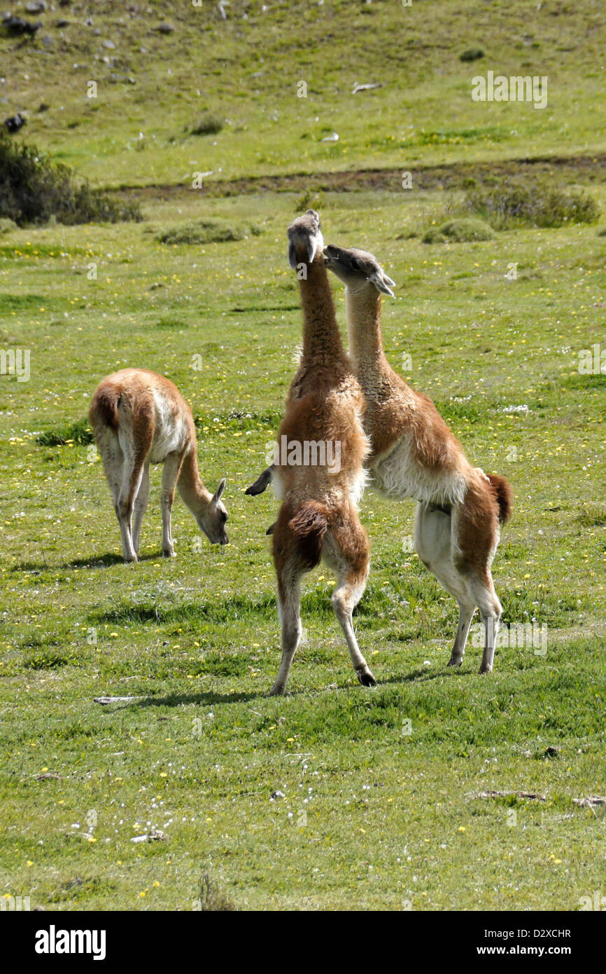 Male guanacos patagonia hi-res stock photography and images - Alamy