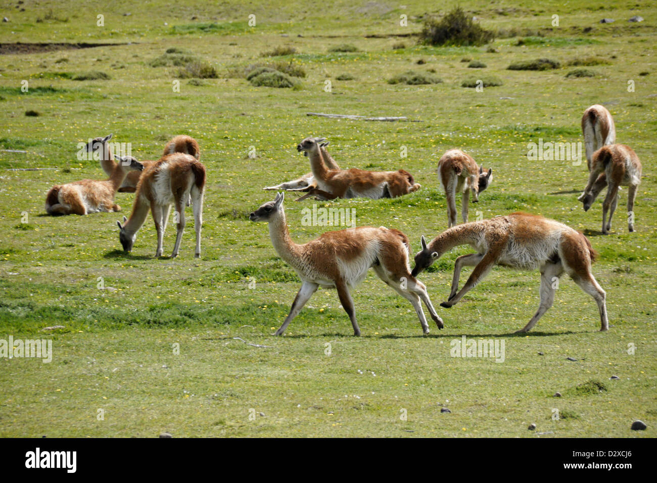 Male guanacos patagonia hi-res stock photography and images - Alamy
