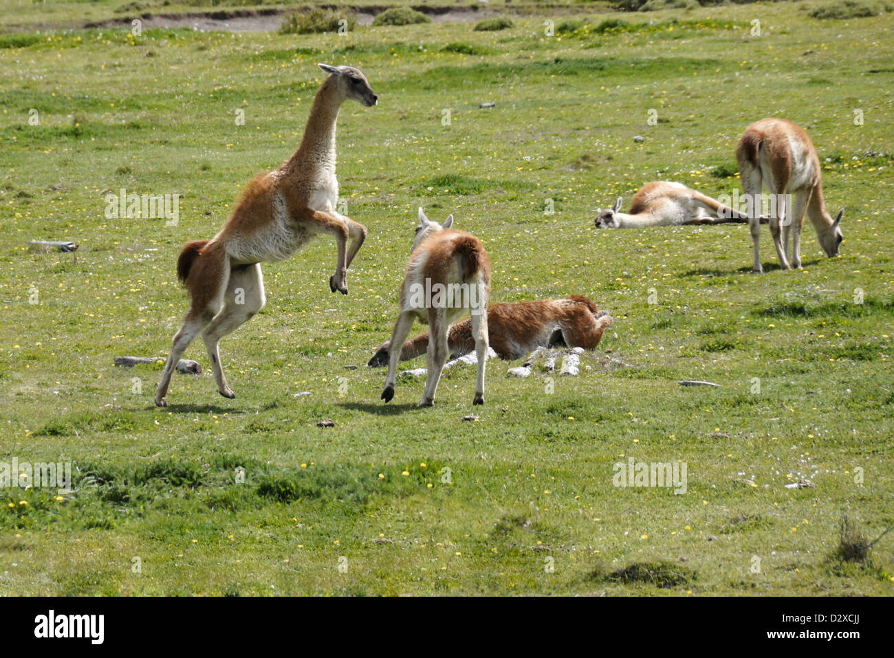 Male guanacos fighting over breeding rights and territory, Torres del ...