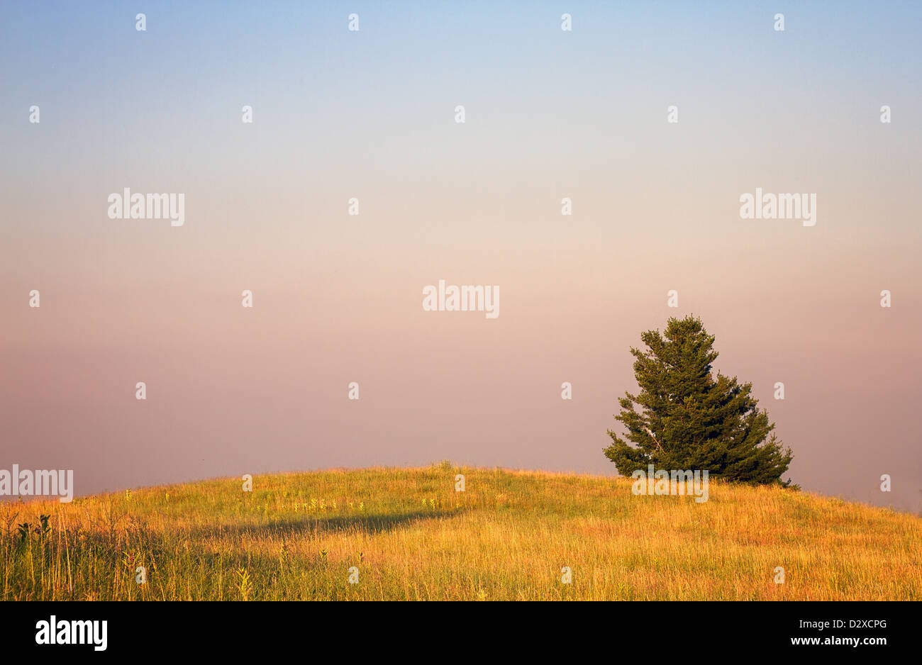 An lone evergreen tree on a hill Stock Photo - Alamy