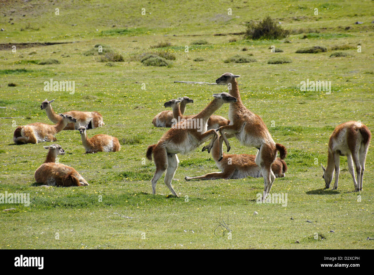 Male guanacos fighting over breeding rights and territory, Torres del ...