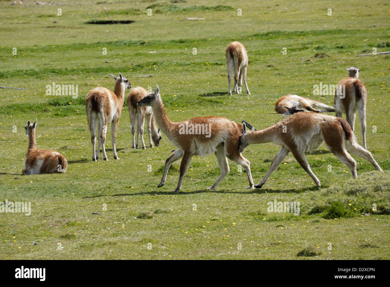 Male guanaco chasing another out of territory, Torres del Paine ...