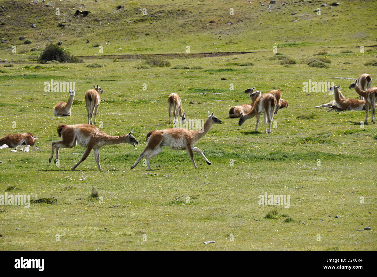 Male guanaco chasing another out of territory, Torres del Paine ...