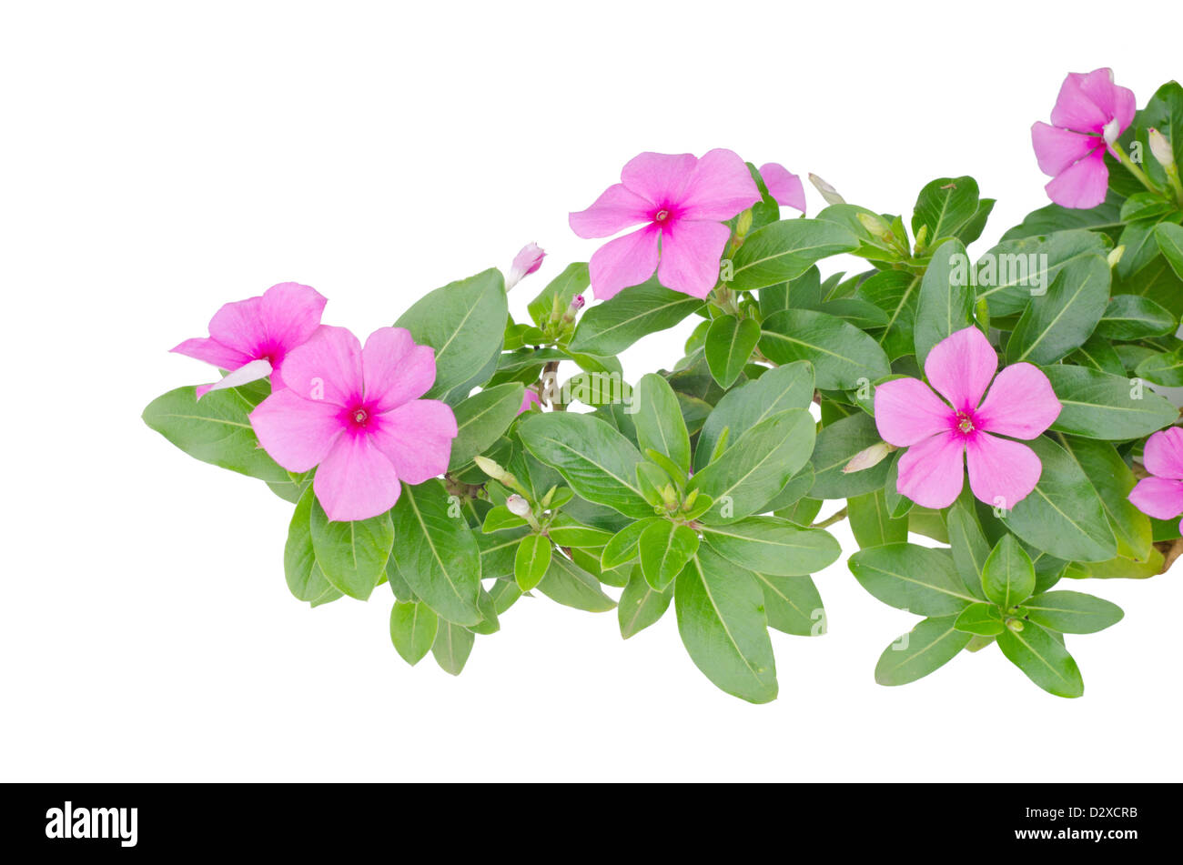 Periwinkle isolated on white background Stock Photo - Alamy