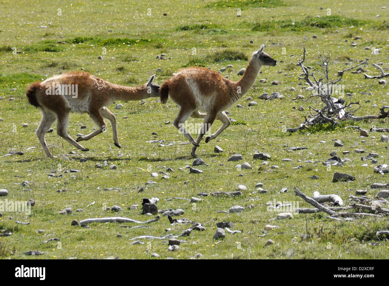 Male guanacos patagonia hi-res stock photography and images - Alamy