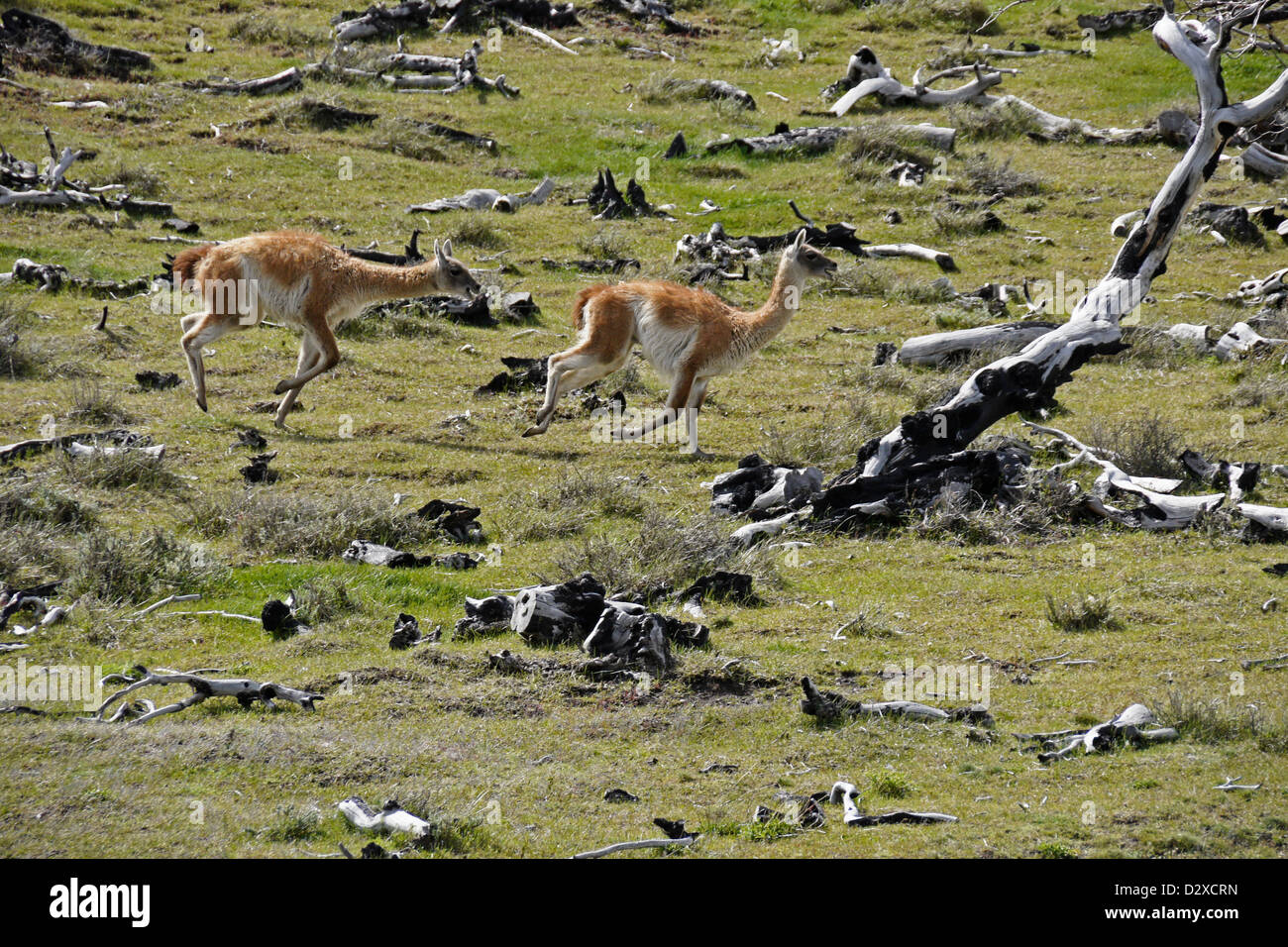 Male guanacos patagonia hi-res stock photography and images - Alamy