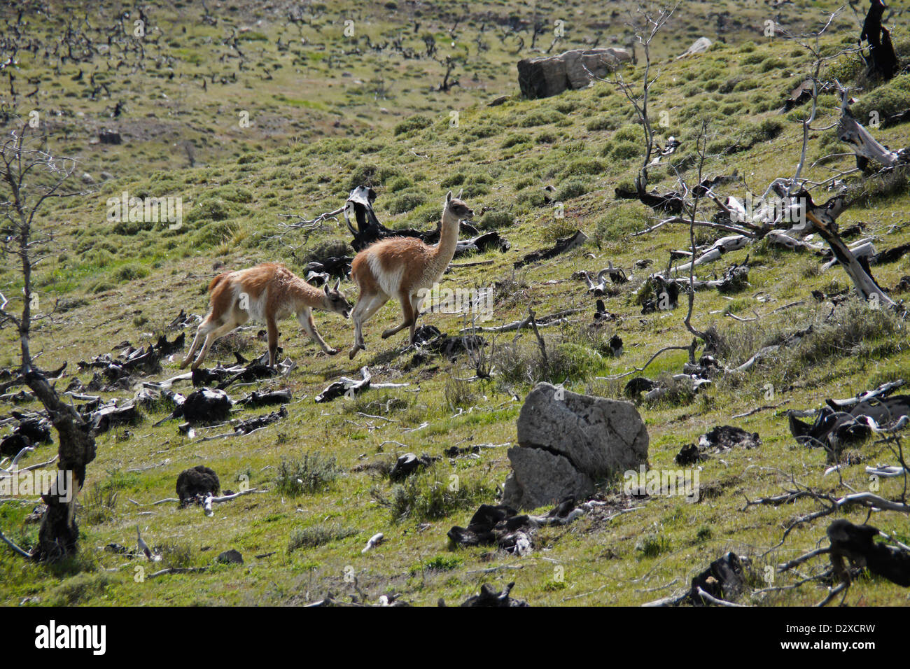 Running guanacos hi-res stock photography and images - Alamy