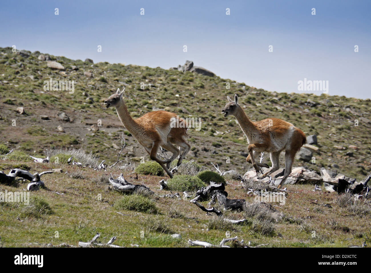 Male guanacos patagonia hi-res stock photography and images - Alamy