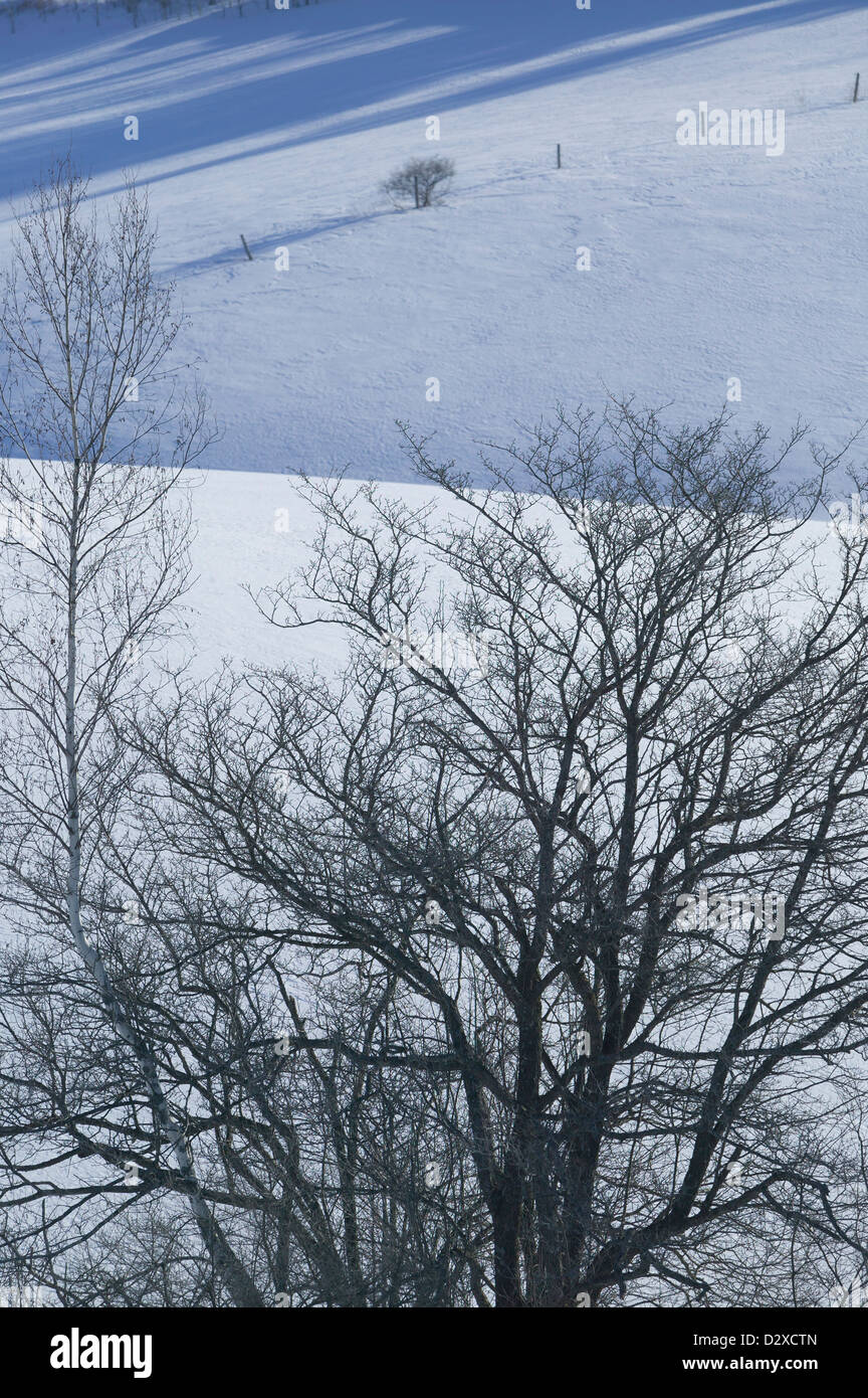 Tranquil scene of a few trees in an open field covered in snow, Stowe ...