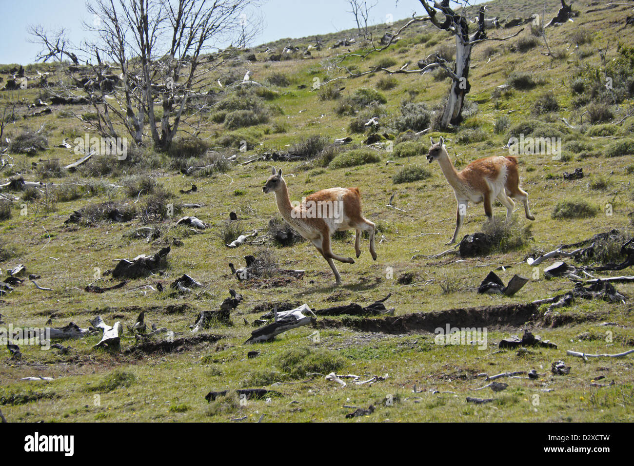 Running guanacos hi-res stock photography and images - Alamy