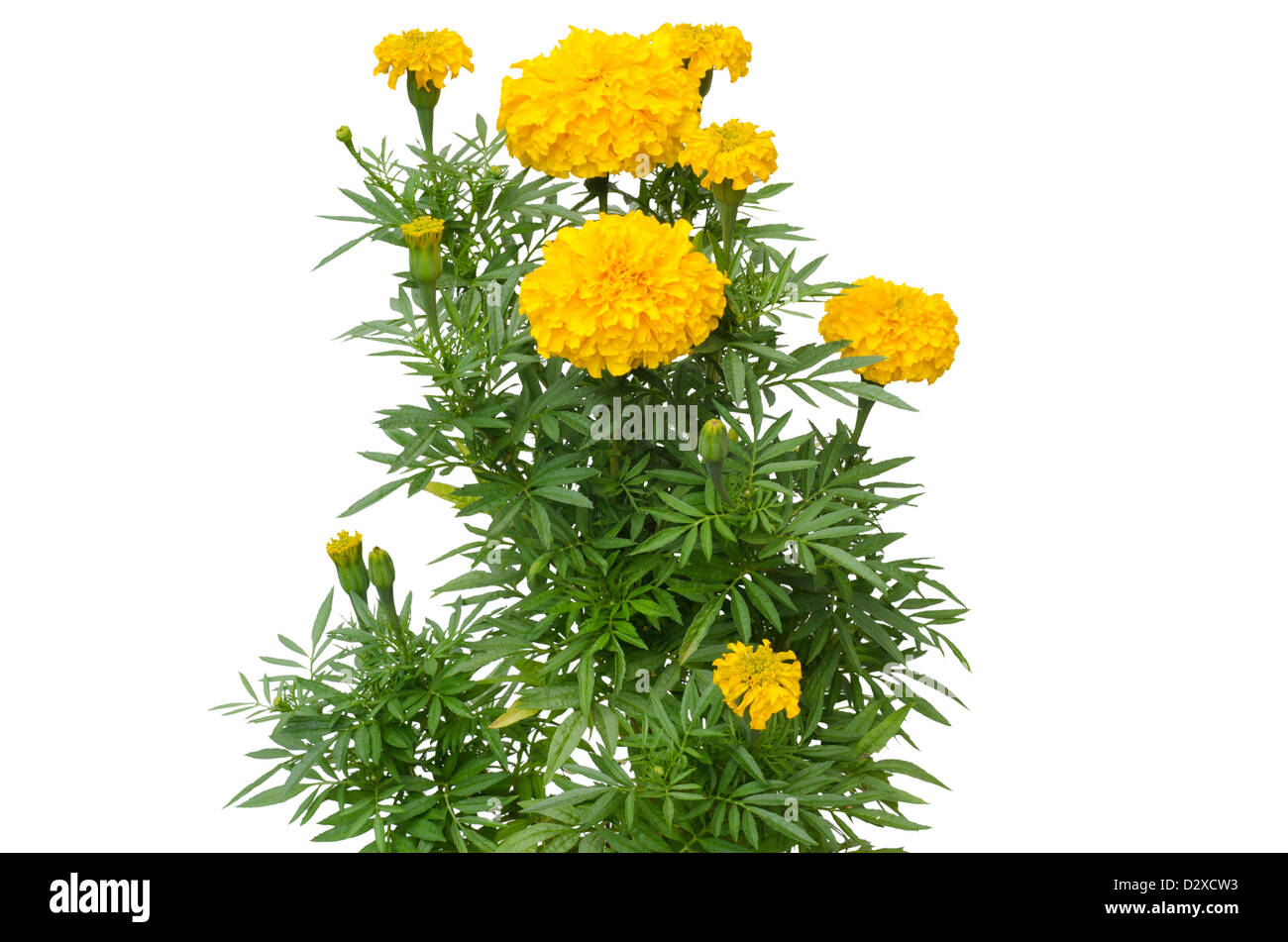 Marigold on tree isolated on white background Stock Photo - Alamy