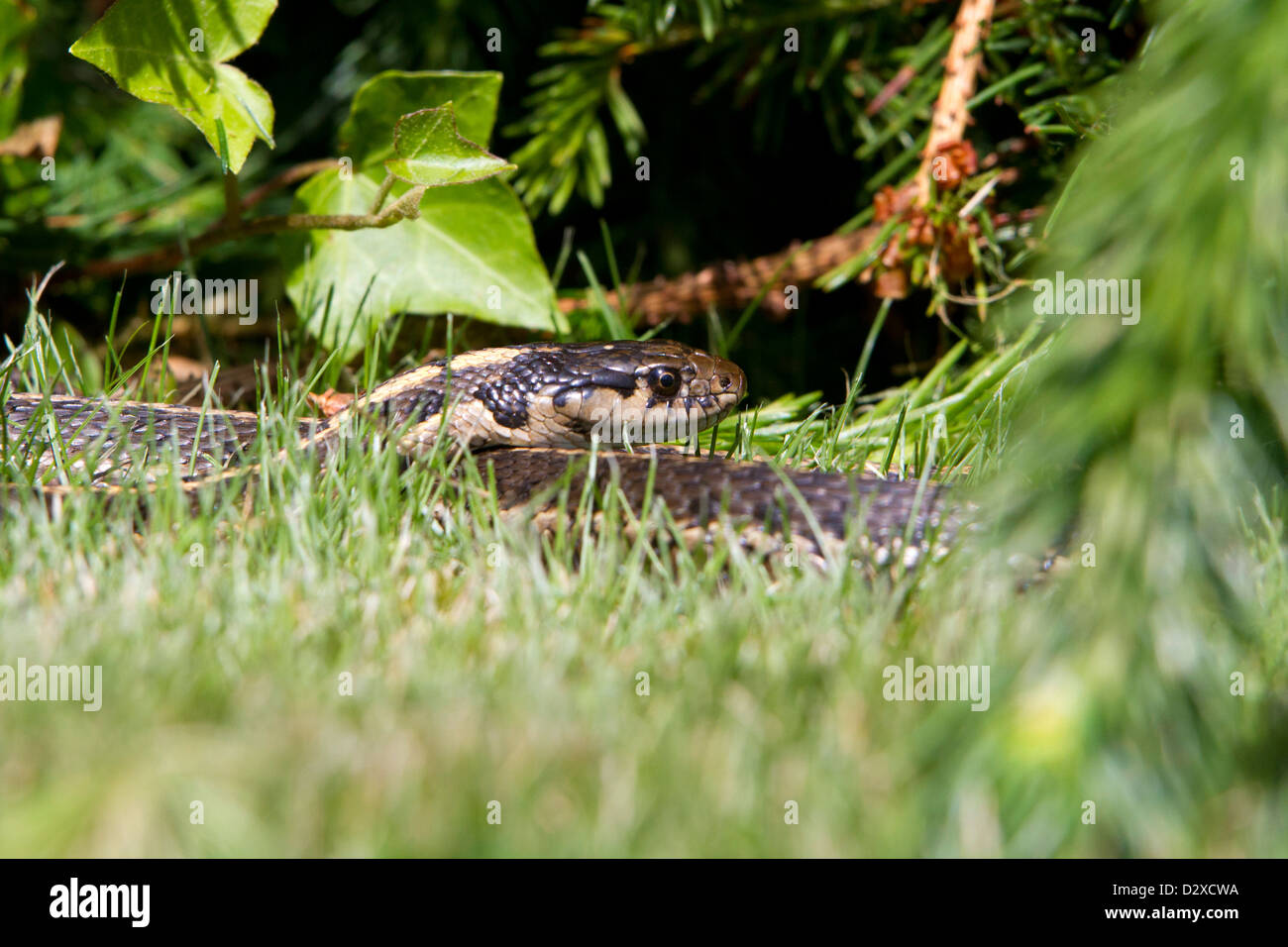 Garden snake grass hi-res stock photography and images - Alamy
