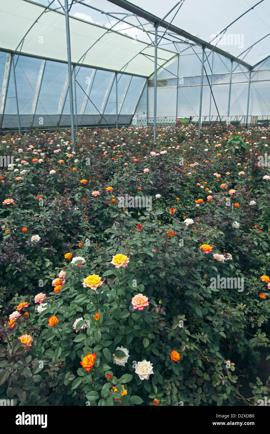 Tanzania flower hi-res stock photography and images - Alamy