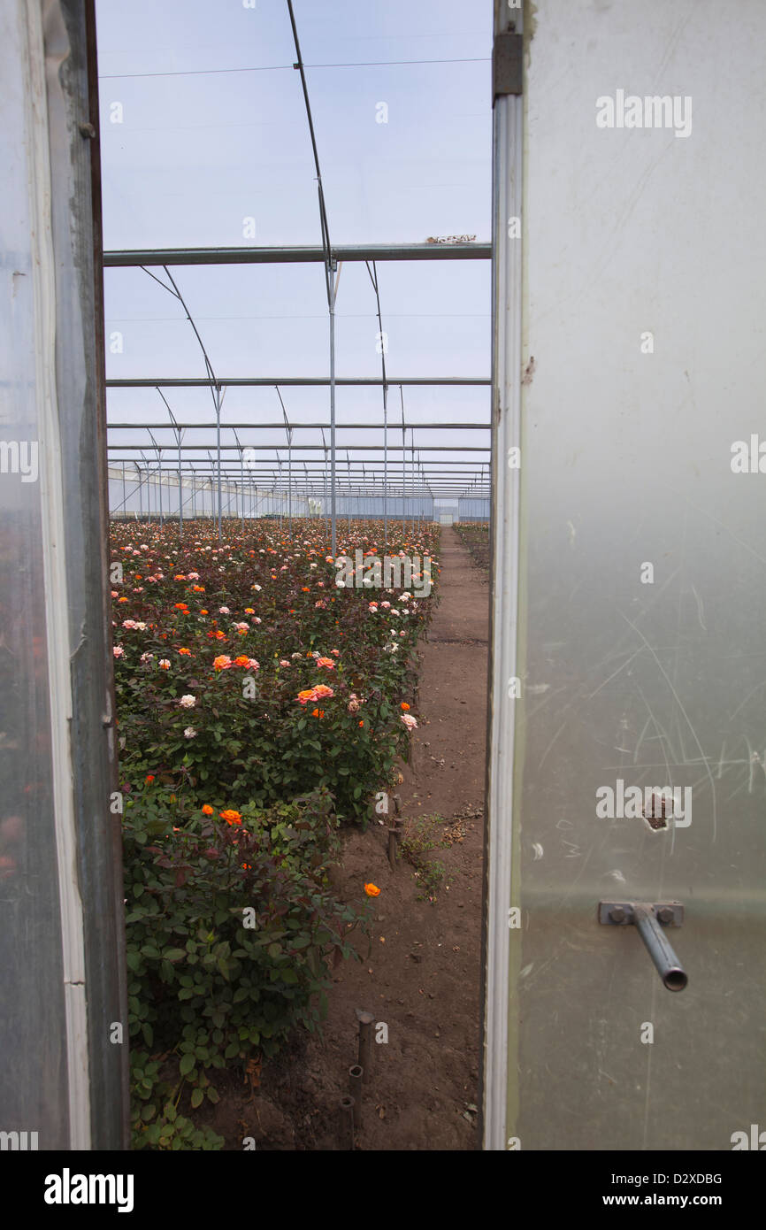 Doorway into polytunnel growing roses on a flower farm, Arusha ...