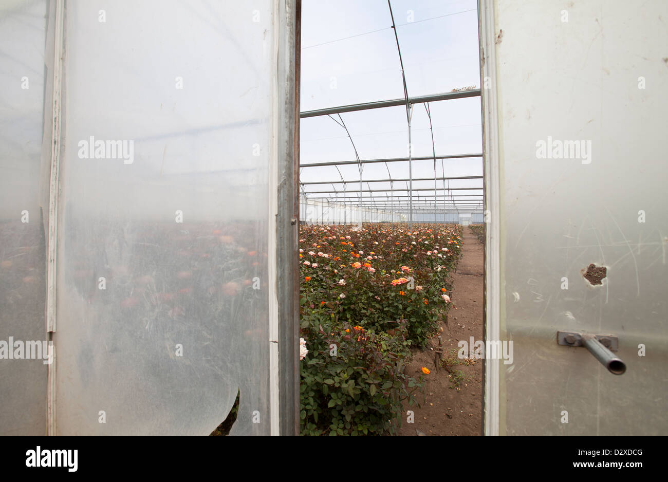 Farming flowers tanzania hi-res stock photography and images - Alamy