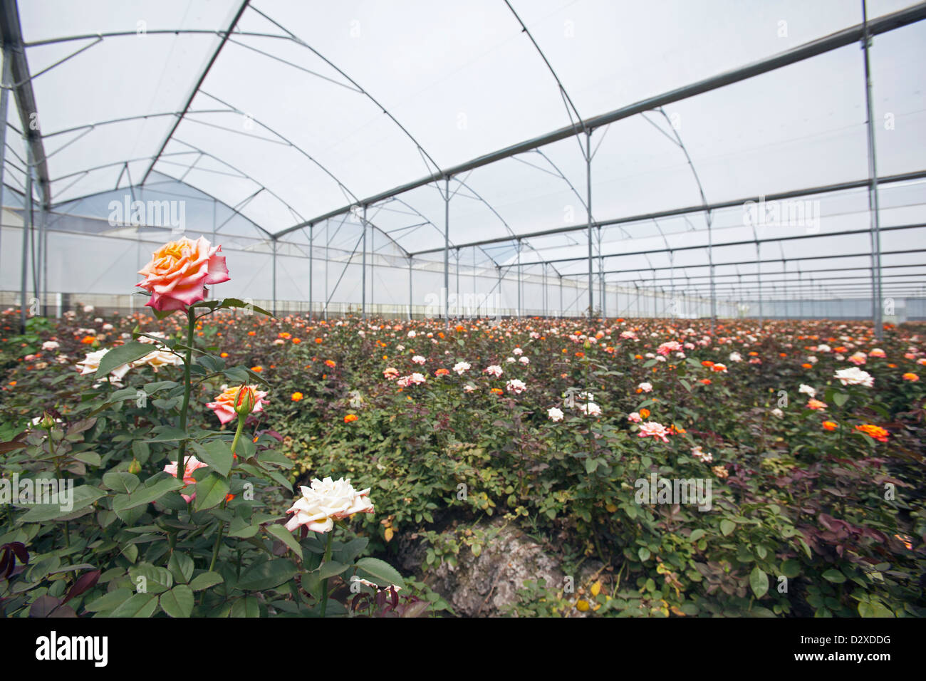 Roses growing in polytunnel on commercial flower farm, Arusha, Tanzania ...