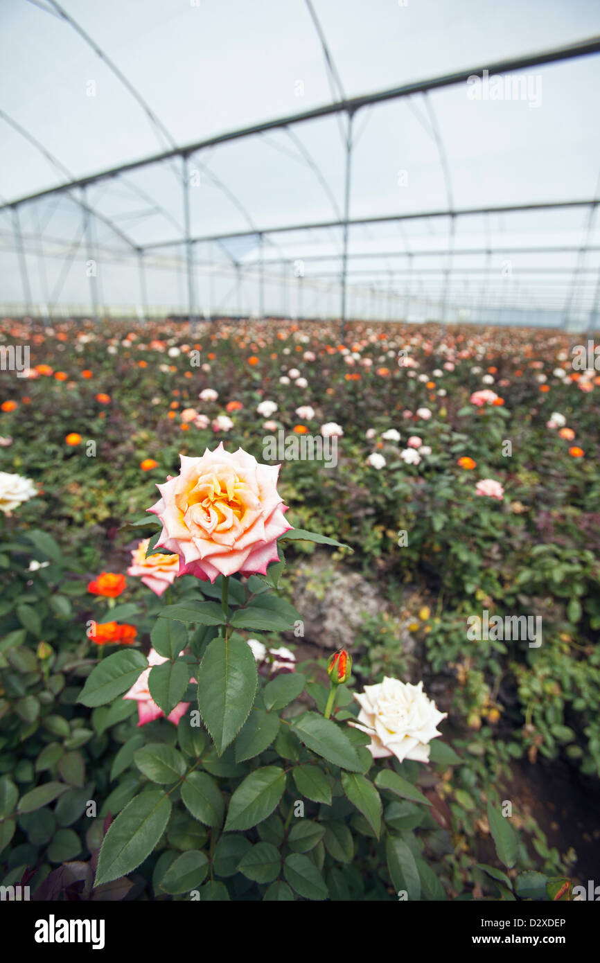 Roses growing in polytunnel on commercial flower farm, Arusha, Tanzania ...
