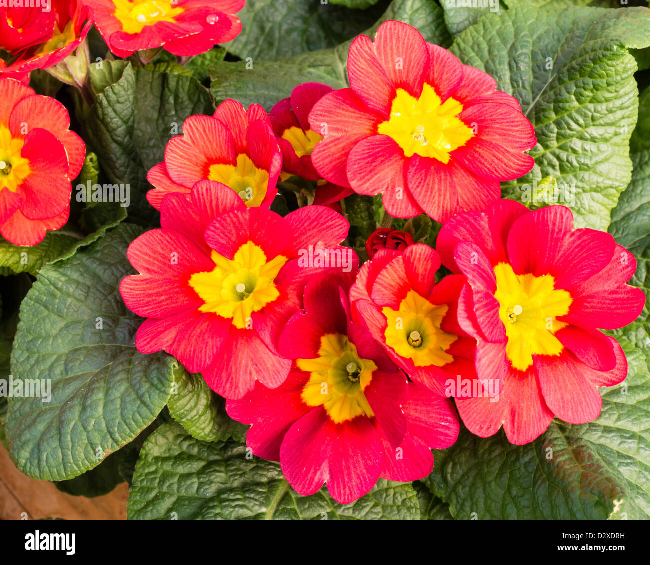 A beautiful red primrose plant in full bloom Stock Photo - Alamy